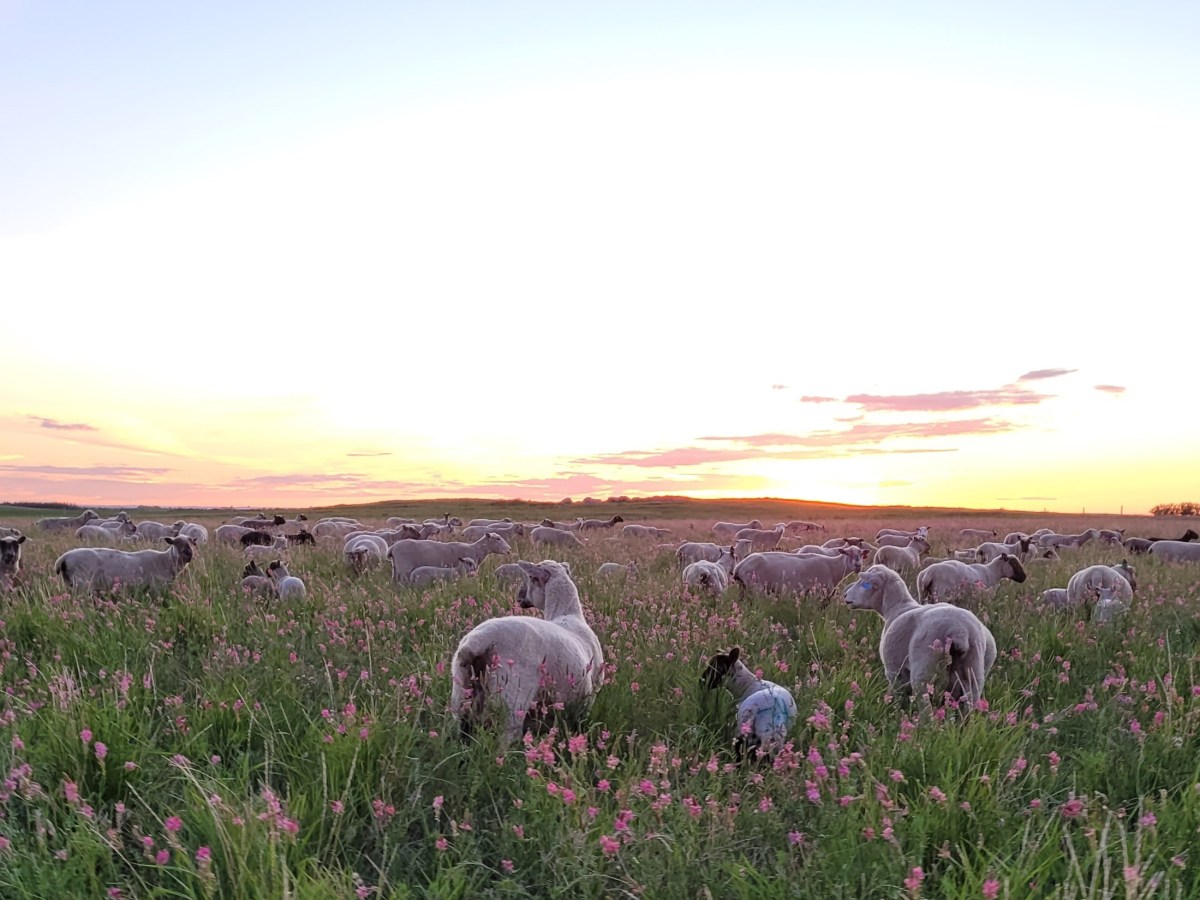 Prairie Fibreshed – Local Fibre. Local Colour. Local Labour.