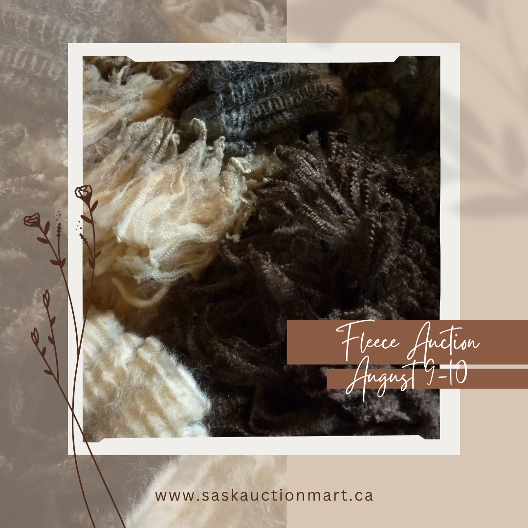 Fleece Auction – Prairie Fibreshed
